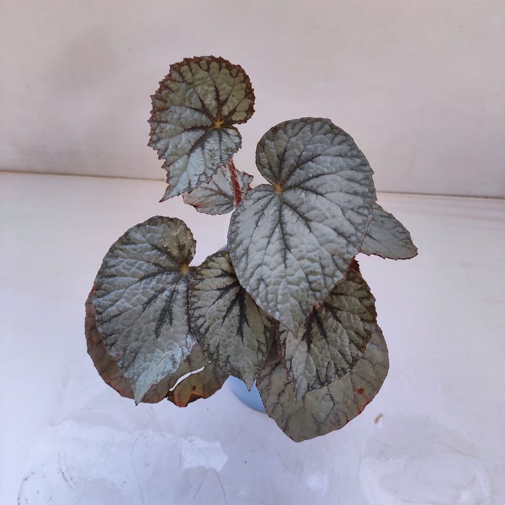Begonia "Silver Lace" - NurseryBuy