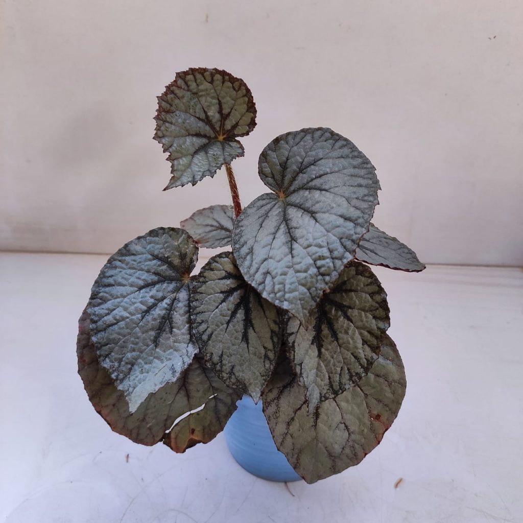 Begonia "Silver Lace" - NurseryBuy