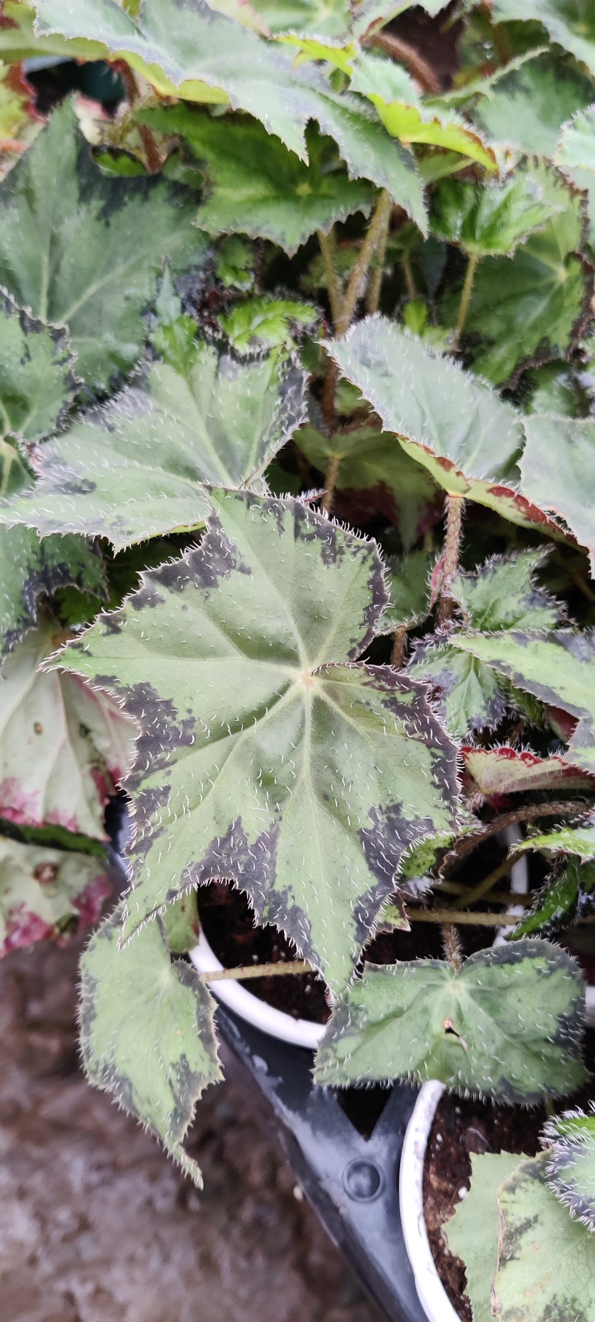 Begonia "Jive" - NurseryBuy