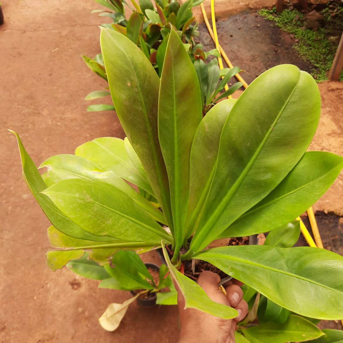 Philodendron Linnaei - NurseryBuy