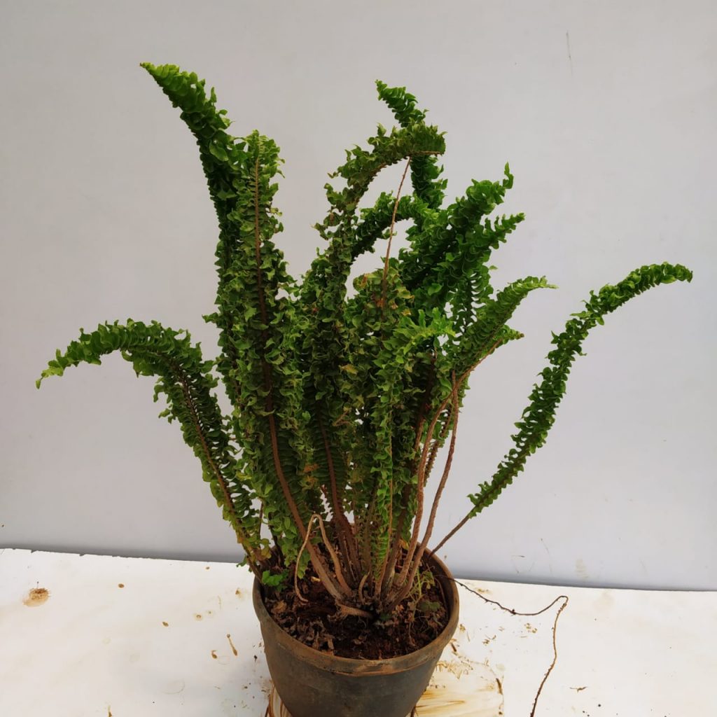 Nephrolepis Exaltata 'Emina' (Crinkle Fern) Large - NurseryBuy