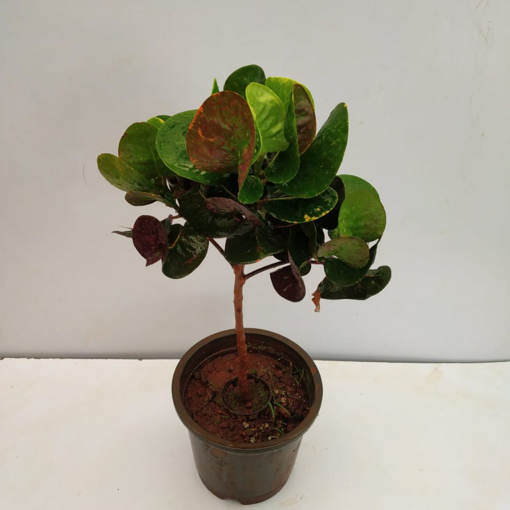Croton Apple Leaf Mini - NurseryBuy