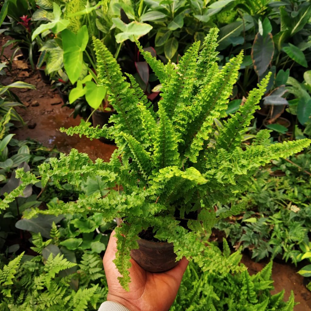 Boston Fern 'Fluffy Ruffles' - NurseryBuy