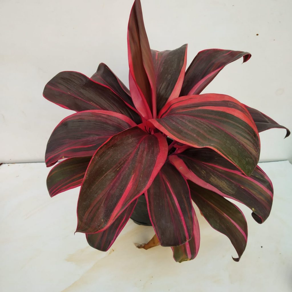 Red Dracaena,Cordyline 'Red Sister' - NurseryBuy