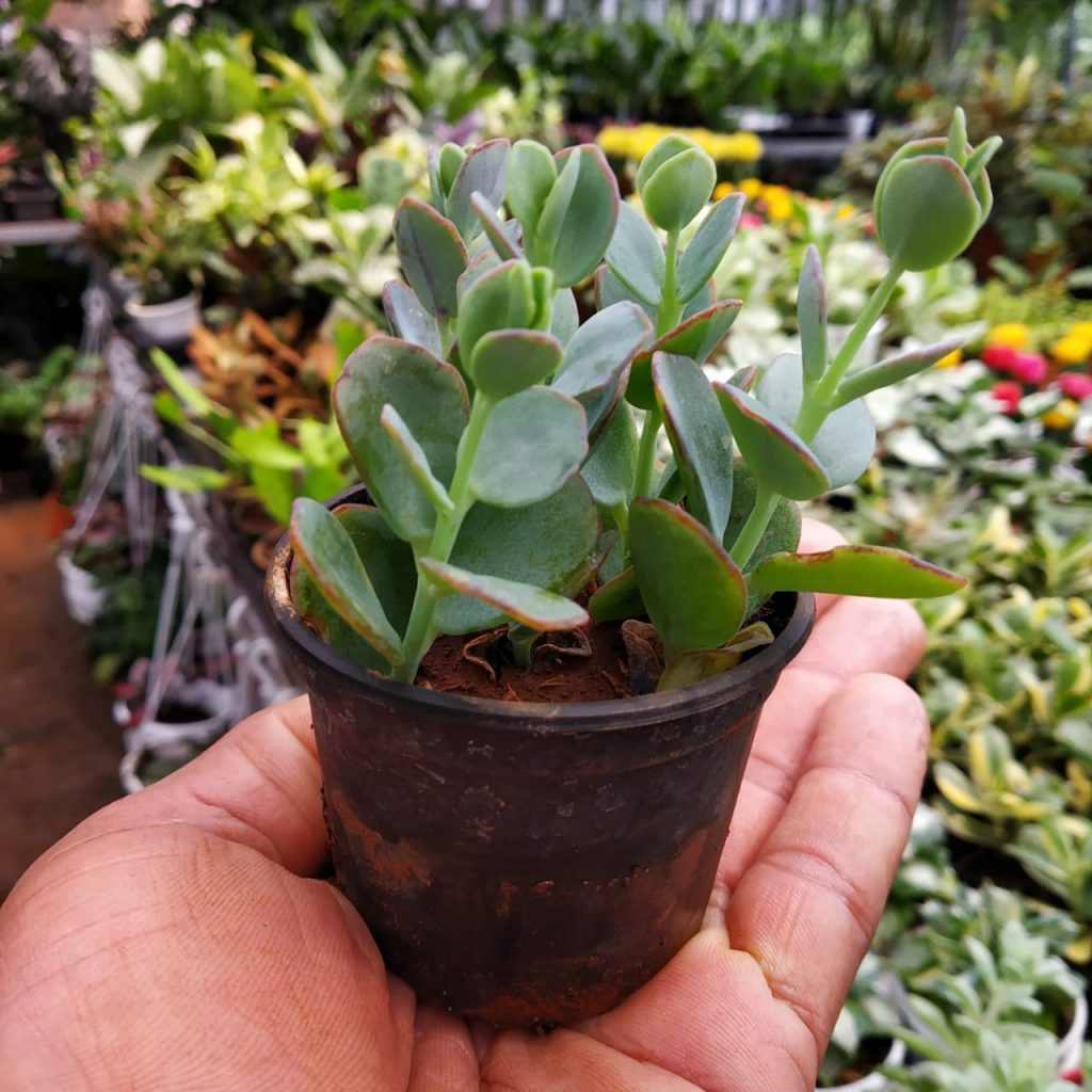 Kalanchoe Marnieriana - NurseryBuy