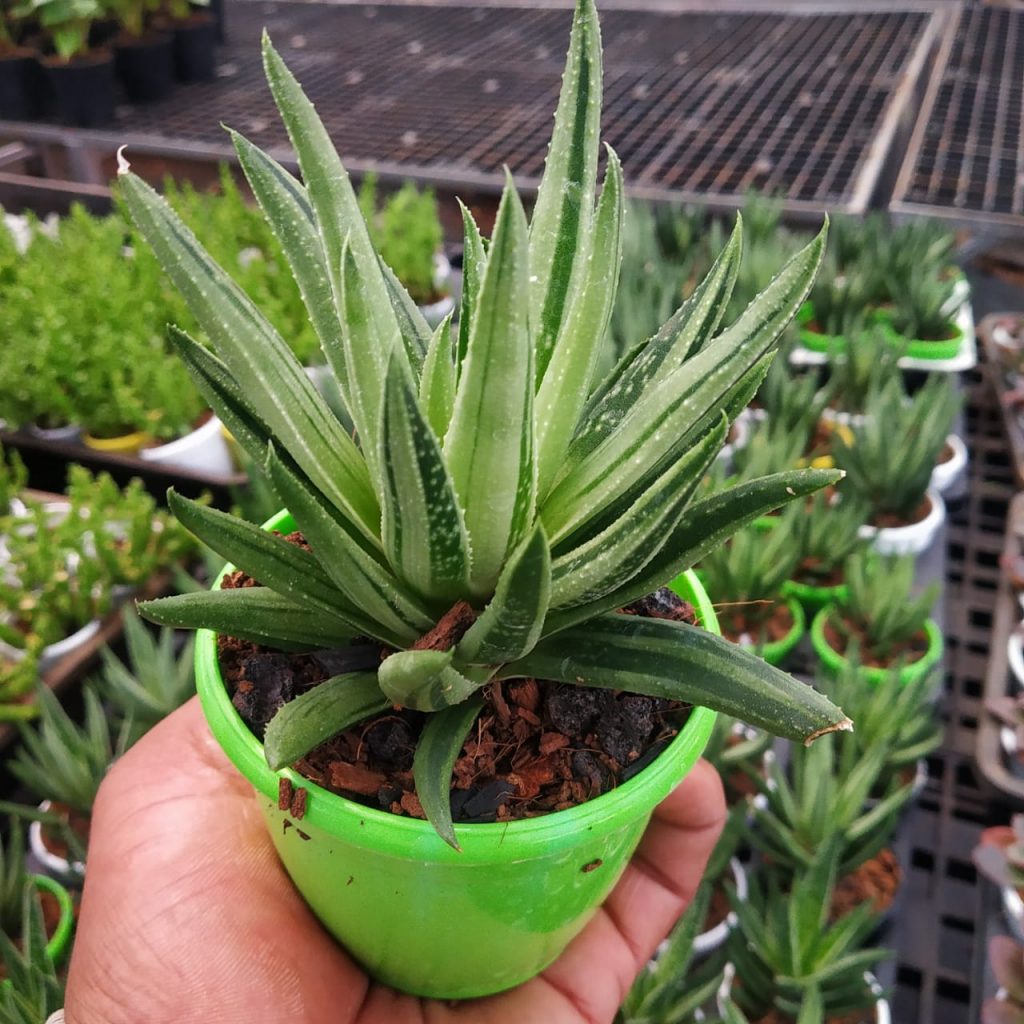 Gasteraloe ‘Green Ice’ - NurseryBuy