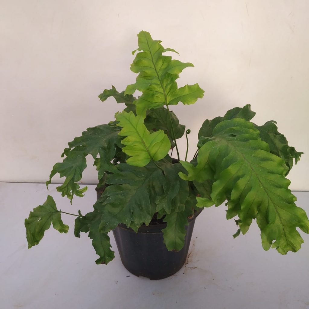 Phlebosia ‘Nicolas Diamond Fern’ - NurseryBuy