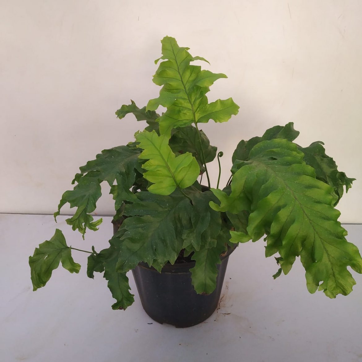 Phlebosia ‘Nicolas Diamond Fern’ - NurseryBuy