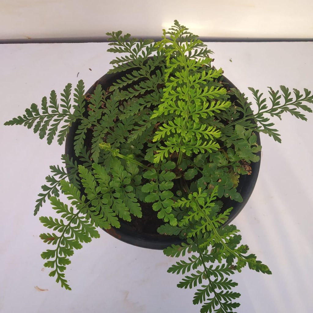 Asplenium Parvati - Mother Fern - NurseryBuy