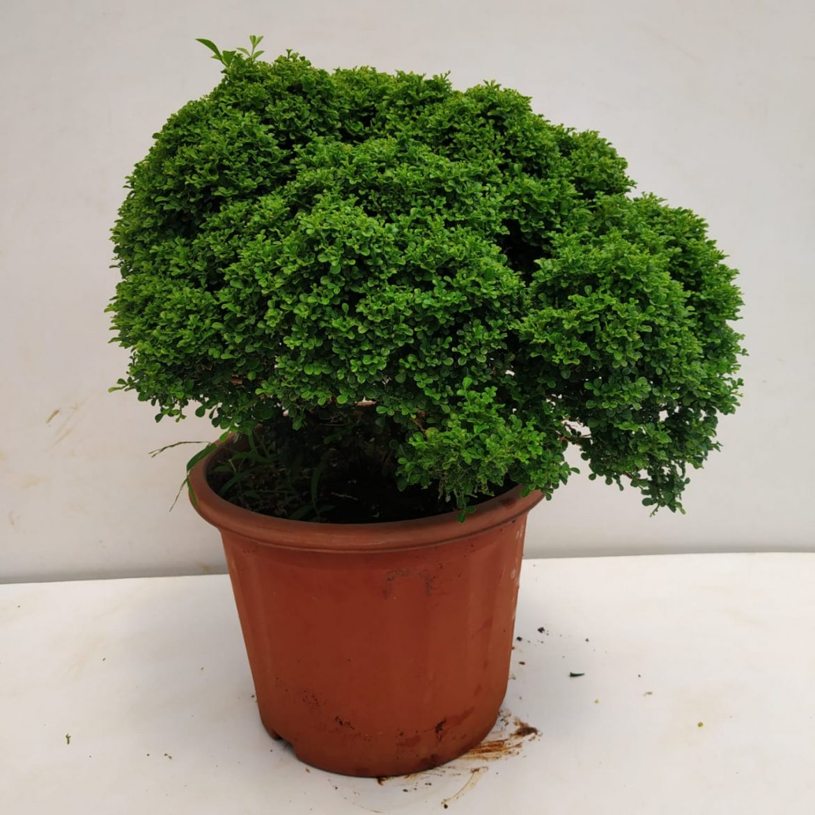 Dwarf Murraya Paniculata Large (Dwarf Kamini Bonsai) - NurseryBuy