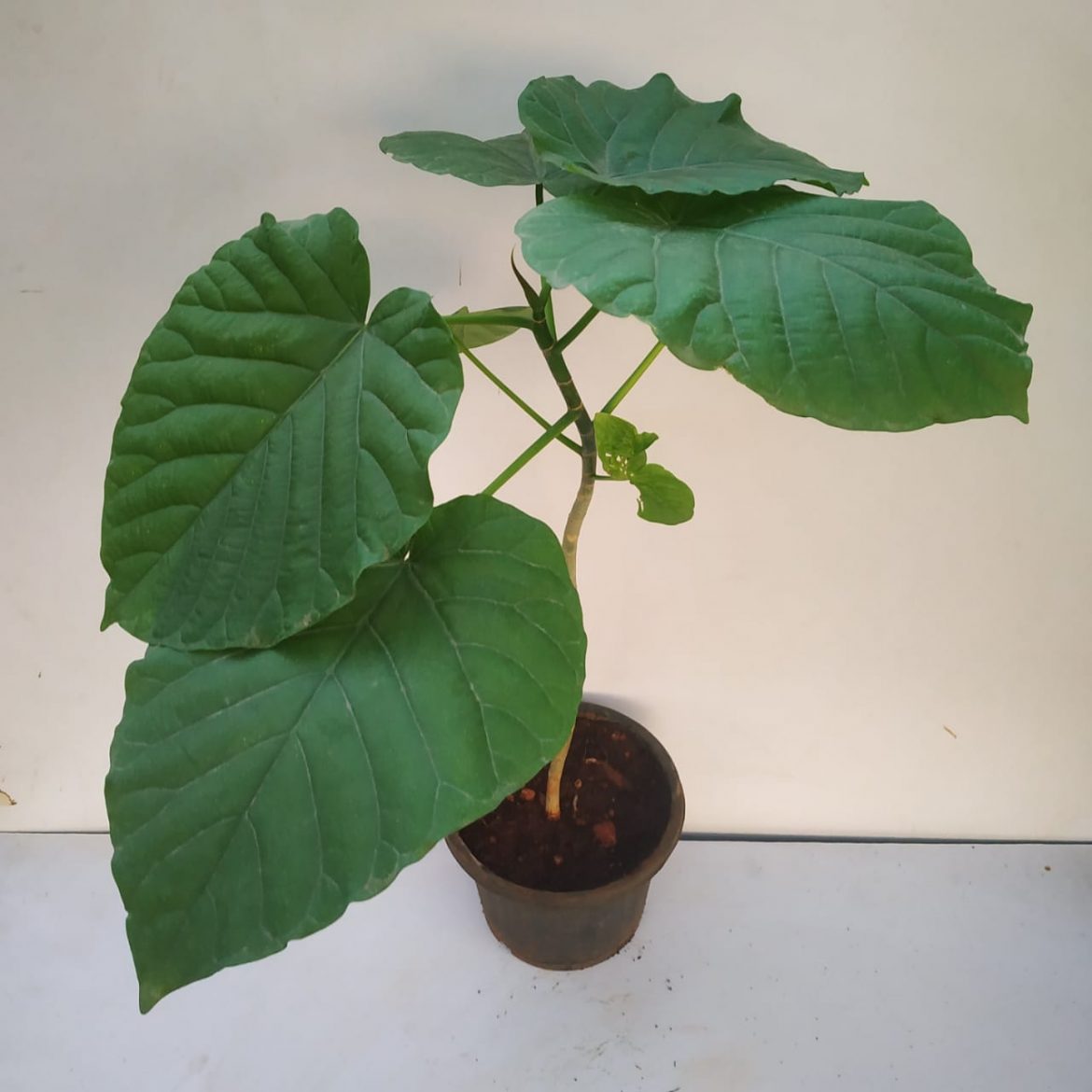 Ficus 'Umbellata' - NurseryBuy