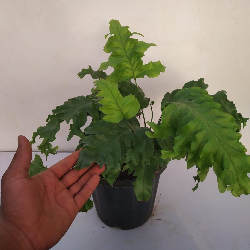 Phlebosia ‘Nicolas Diamond Fern’ - NurseryBuy