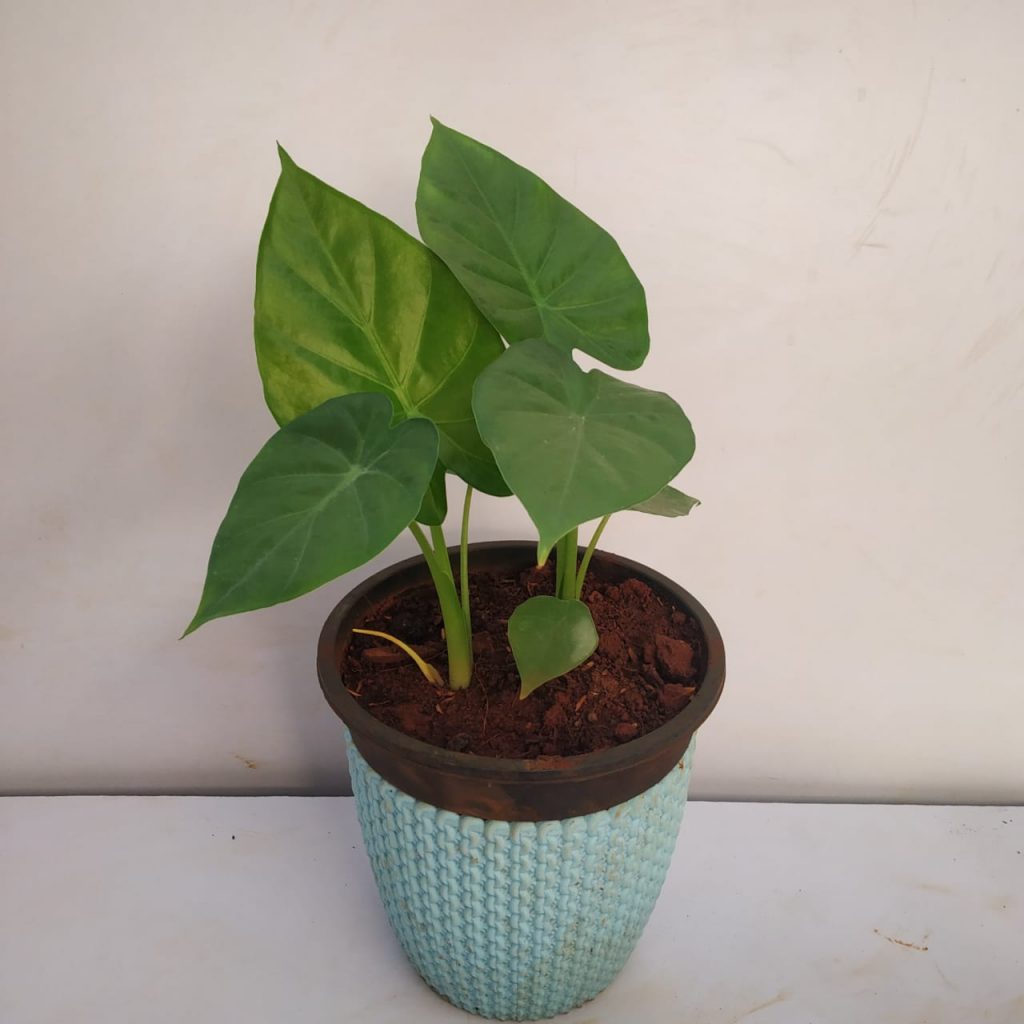 Alocasia Calidora Dwarf - Dwarf Elephant Ear - NurseryBuy