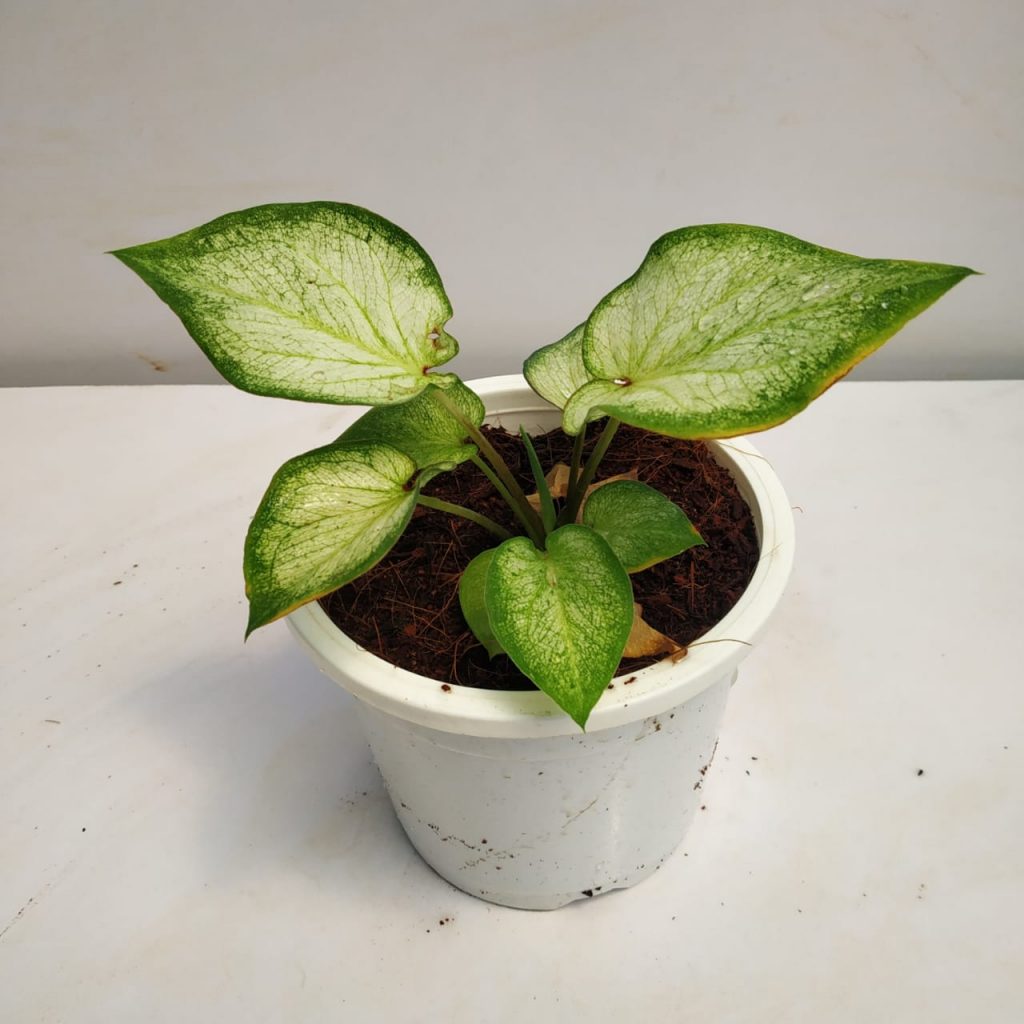 Caladium 'White Dynasty' - NurseryBuy