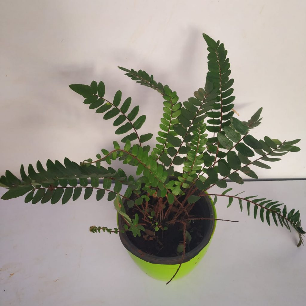 Pellaea Rotundifolia (Button Fern) Mini - NurseryBuy