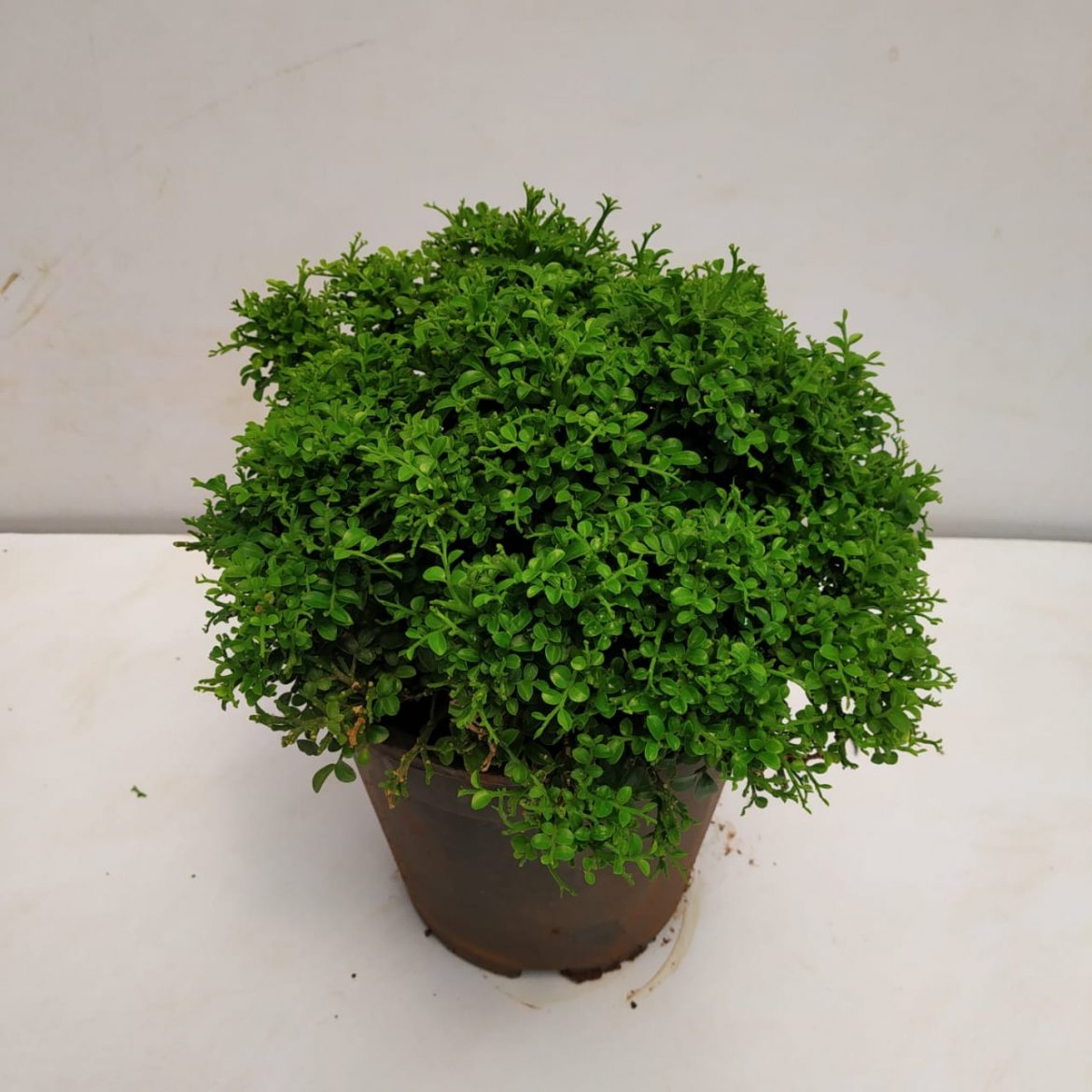 Dwarf Murraya Paniculata (Dwarf Kamini Bonsai) - NurseryBuy
