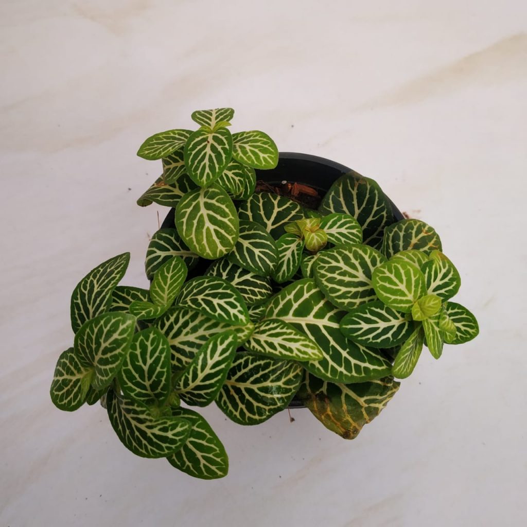 Fittonia Albivenis (Verschaffeltii Group) ‘Bambino’ - NurseryBuy