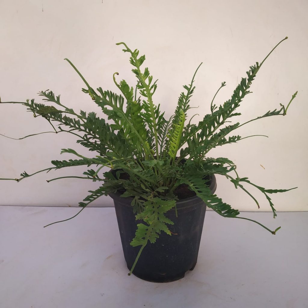 Kensoi Fern (Asplenium X Kenzoi) Large - NurseryBuy