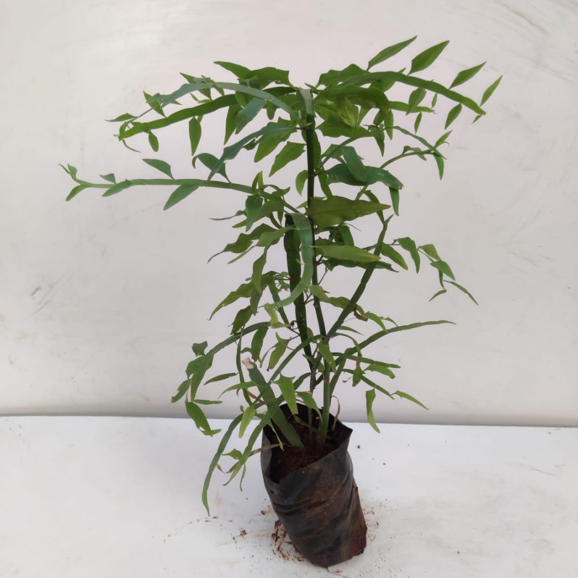 Ribbon Bush (Homalocladium Platycladum) - NurseryBuy