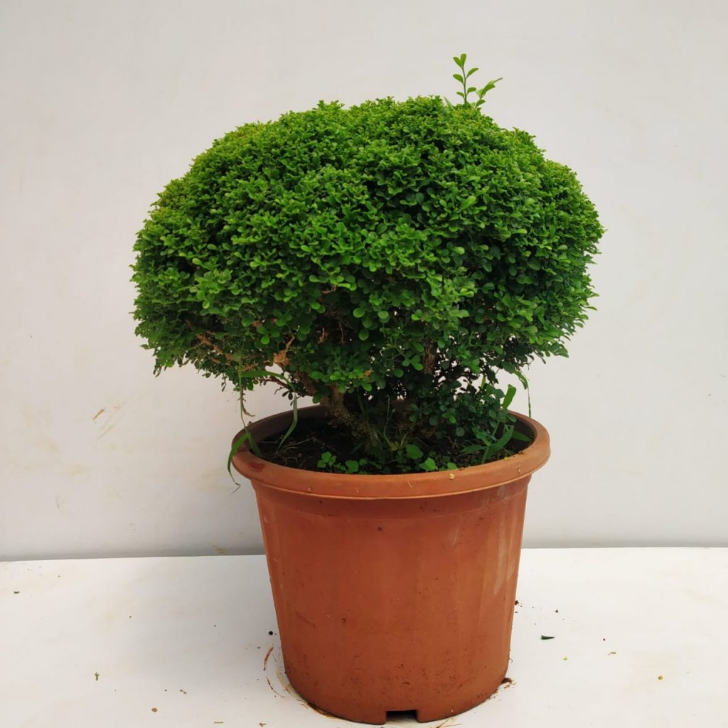 Dwarf Murraya Paniculata Large (Dwarf Kamini Bonsai) - NurseryBuy
