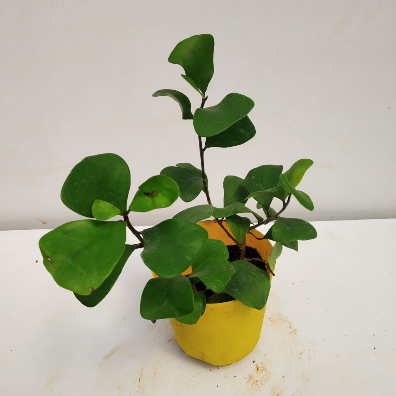 Ficus Triangularis Green (Sweetheart Tree) - NurseryBuy