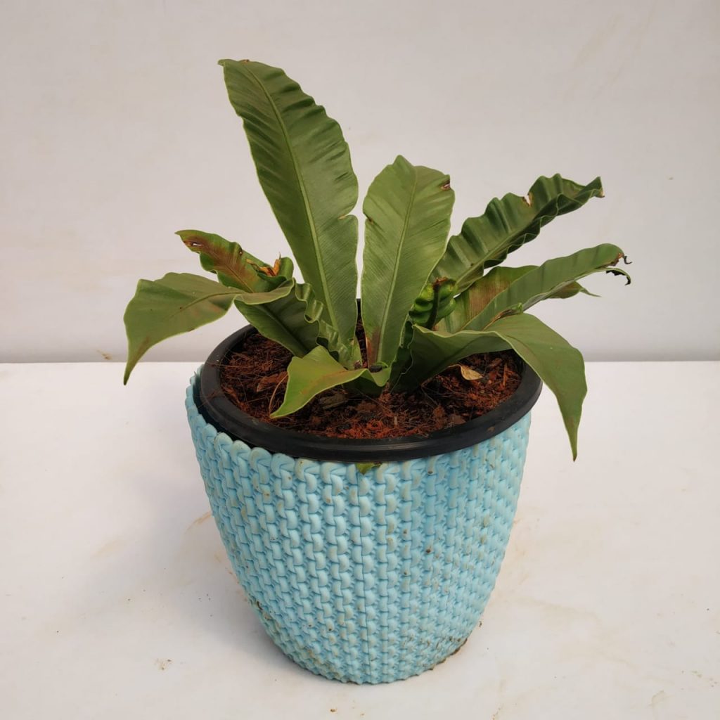 Asplenium Nidus "Silver Wing" Fern - NurseryBuy