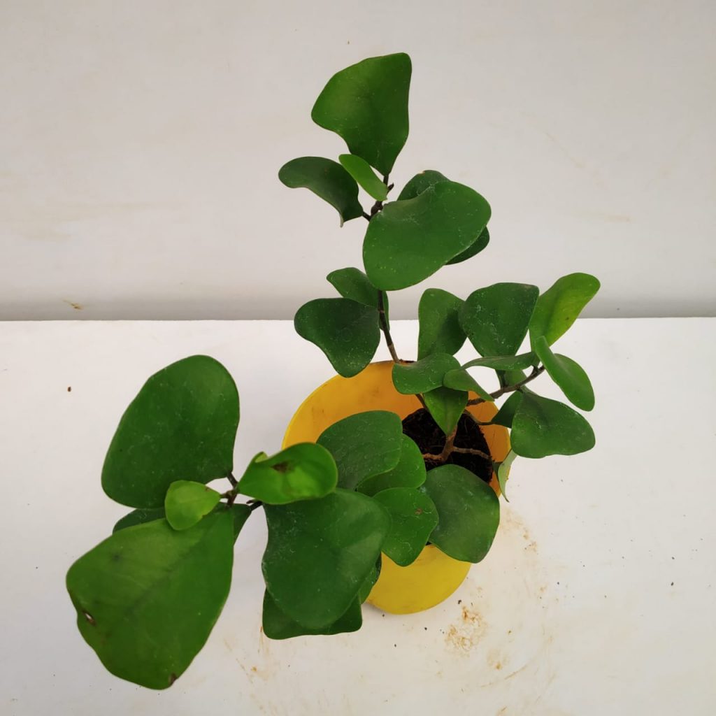 Ficus Triangularis Green (Sweetheart Tree) - NurseryBuy