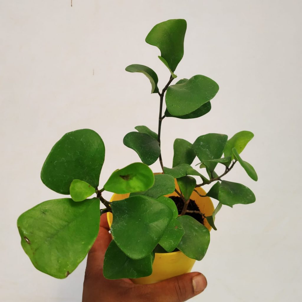 Ficus Triangularis Green (Sweetheart Tree) - NurseryBuy
