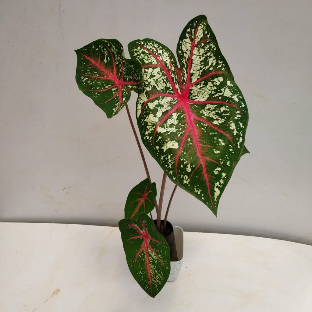 Caladium 'Carousel' - NurseryBuy