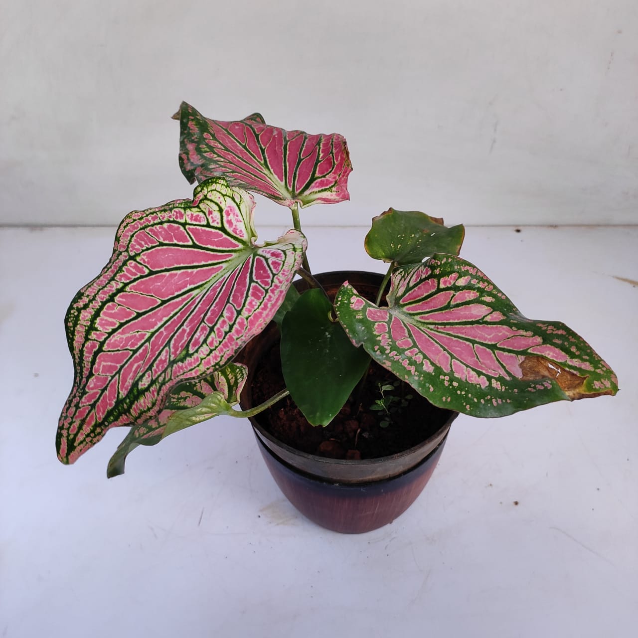 Caladium 'Thai Beauty' - NurseryBuy
