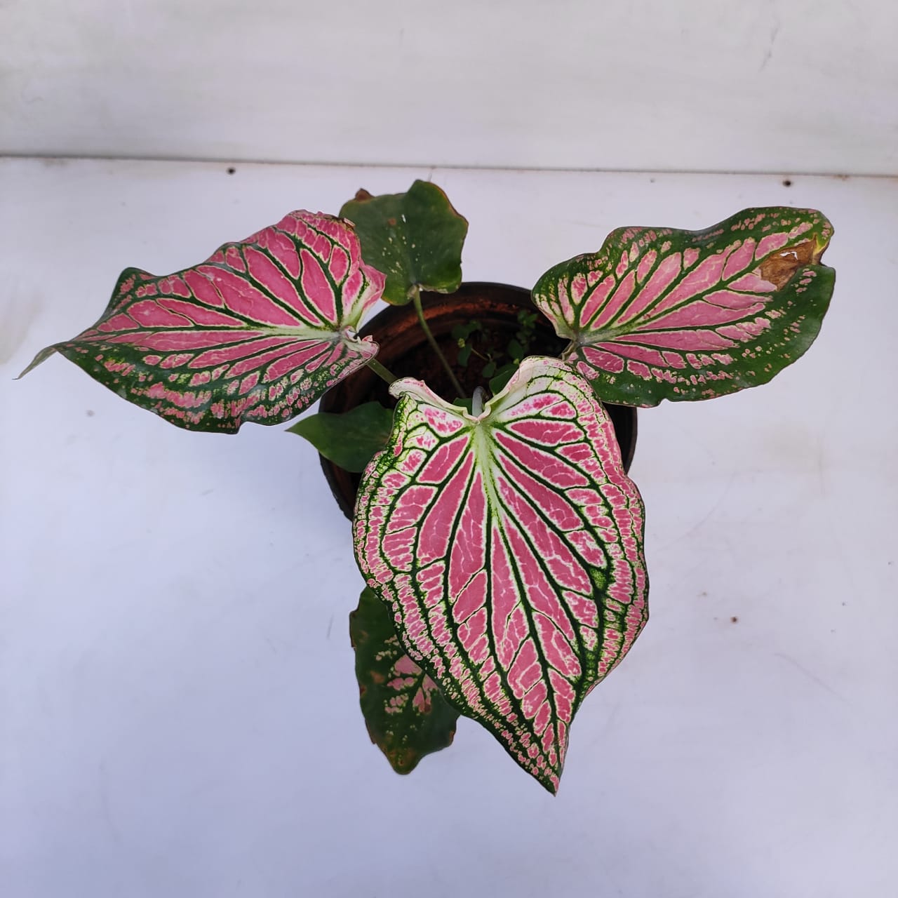 Caladium 'Thai Beauty' - NurseryBuy
