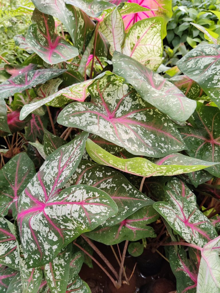Caladium 'Carousel' - NurseryBuy