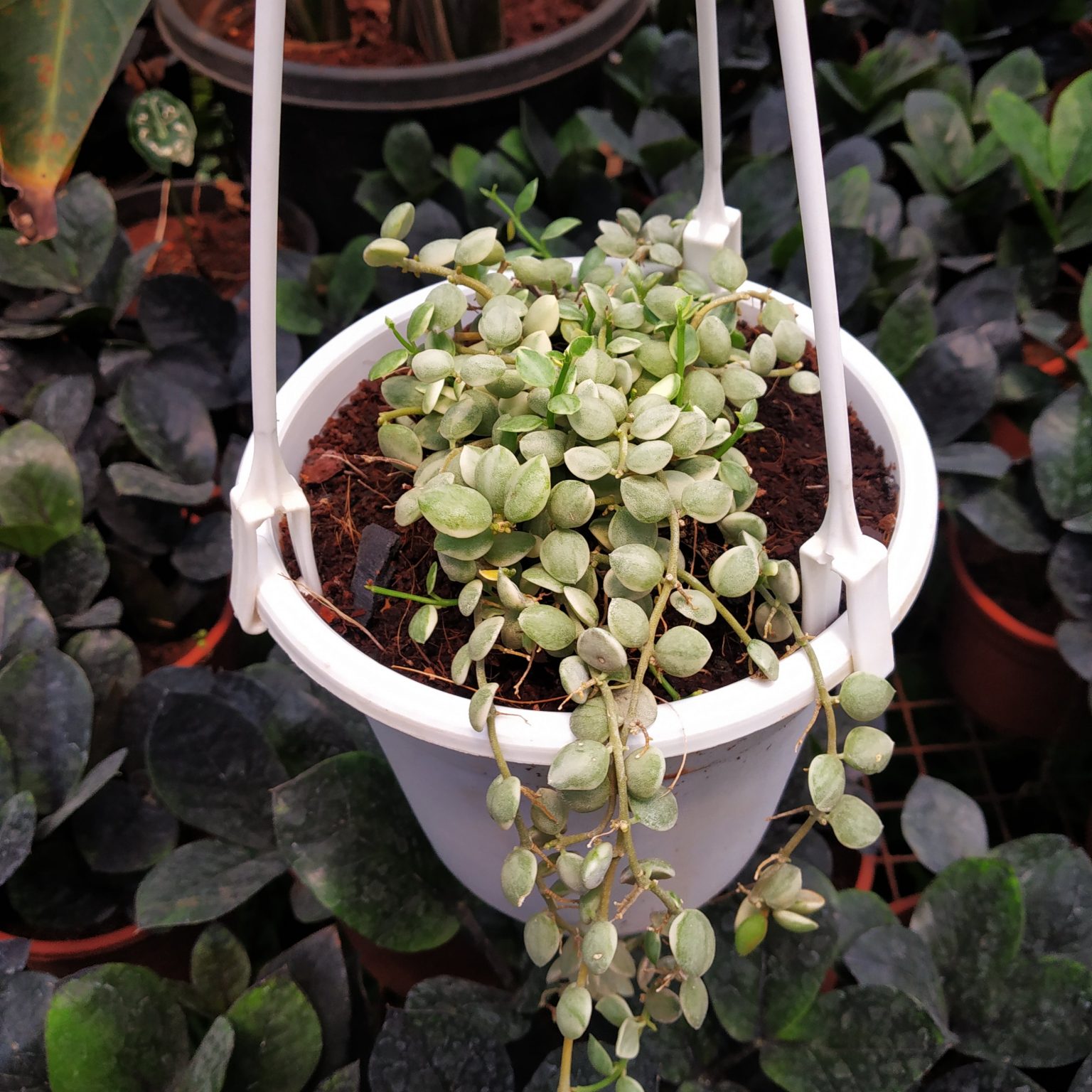 Dischidia Nummularia Variegated (String of Nickels) - NurseryBuy