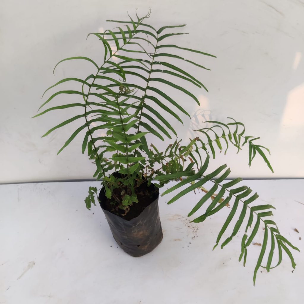 Pteris Vittata (Ladder brake Fern) - NurseryBuy
