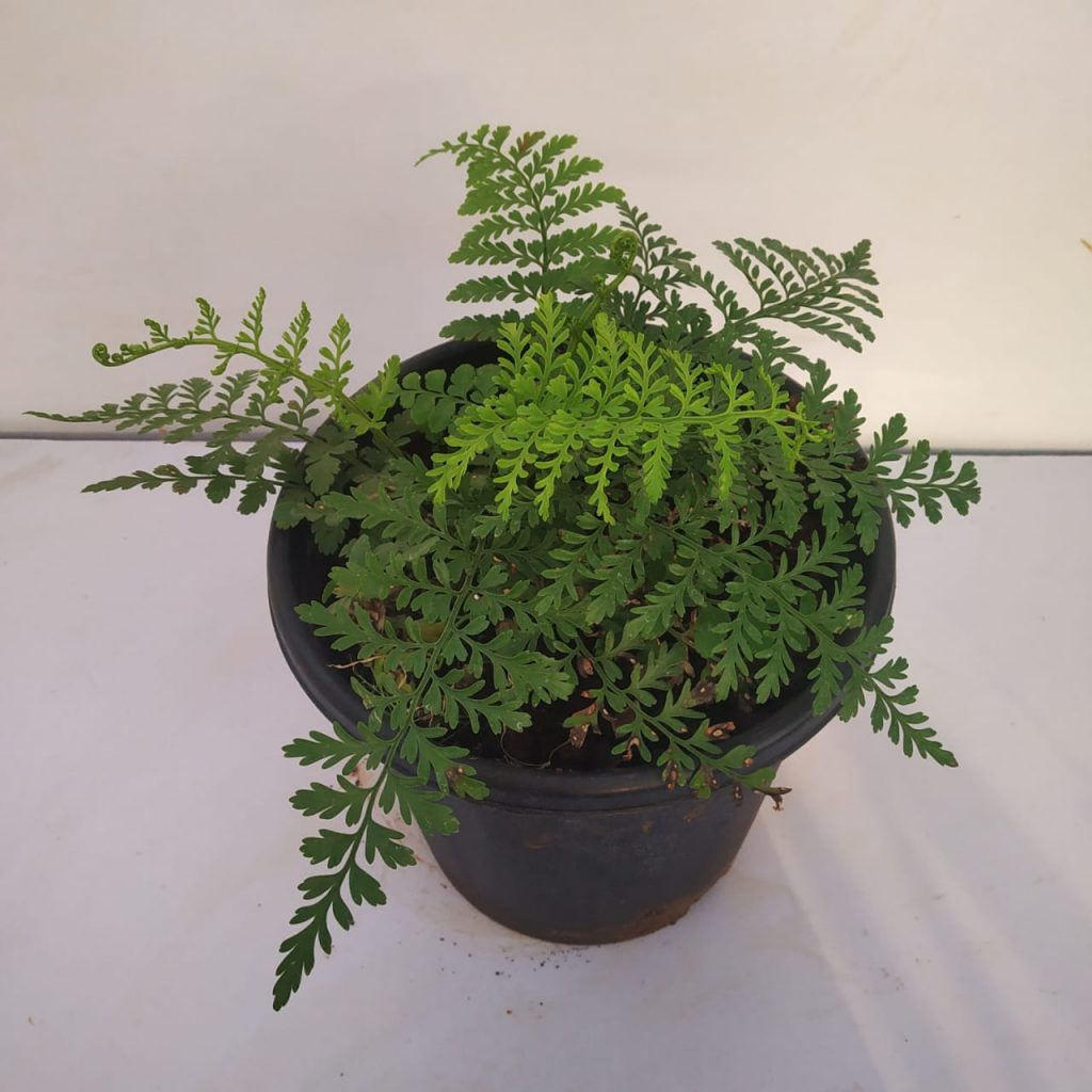 Asplenium Parvati - Mother Fern - NurseryBuy