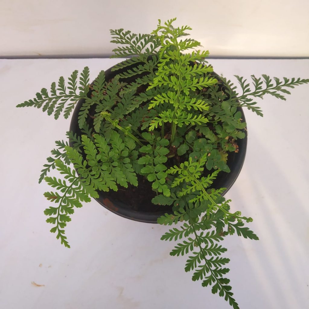Asplenium Parvati - Mother Fern - NurseryBuy