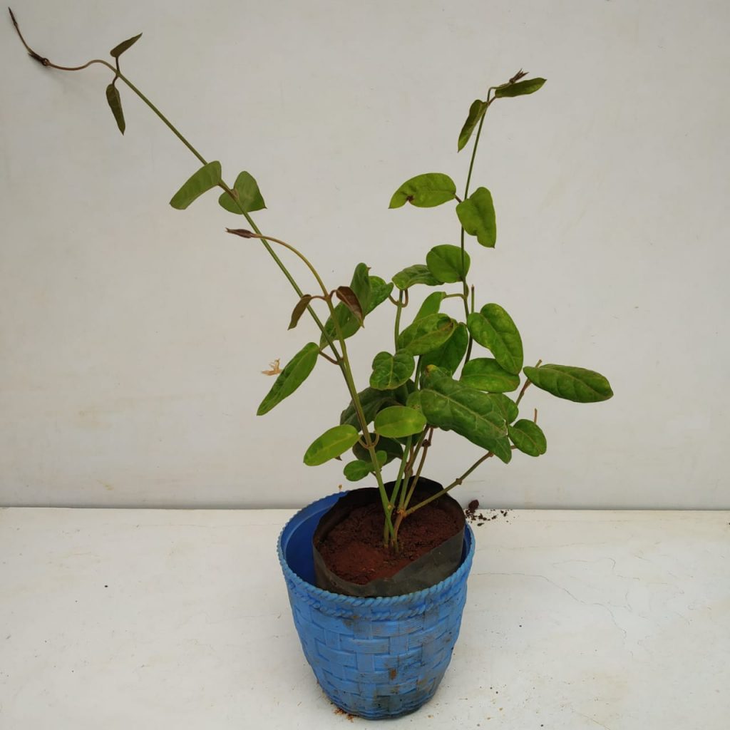Dambel – Tylophora Indica - NurseryBuy