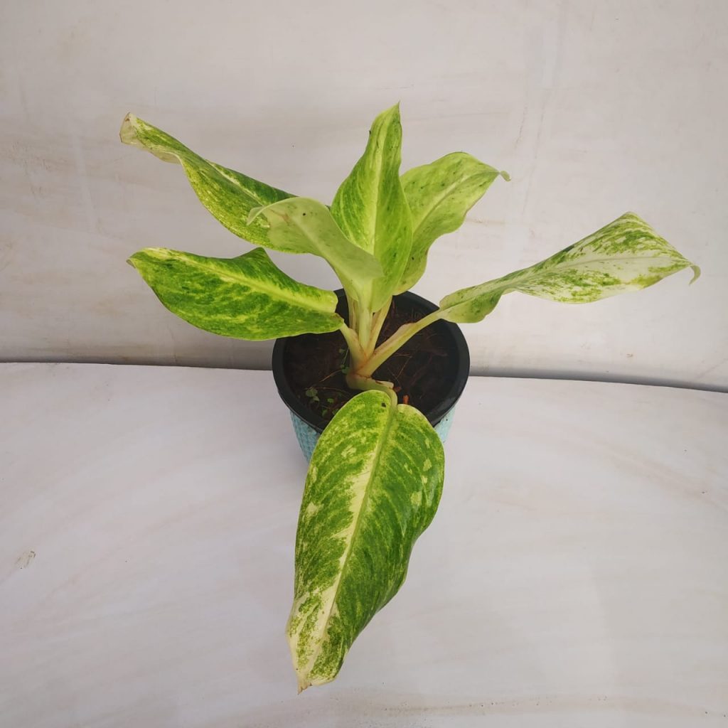 Aglaonema Sundrop - NurseryBuy