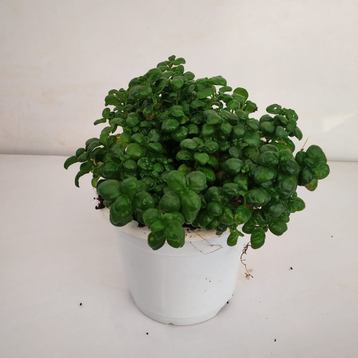 Bubble Plant - NurseryBuy