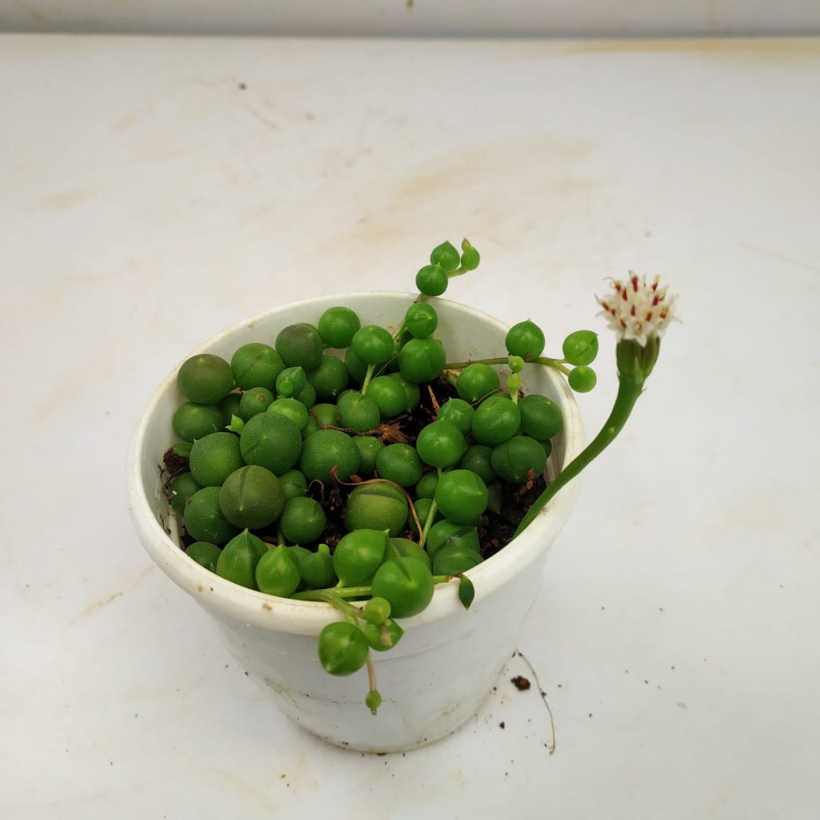 Curio Rowleyanus ( String of Pearls) - NurseryBuy