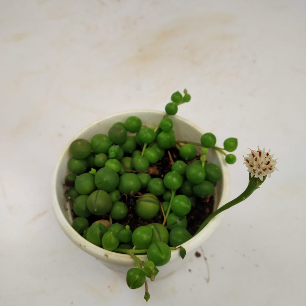 Curio Rowleyanus ( String of Pearls) - NurseryBuy