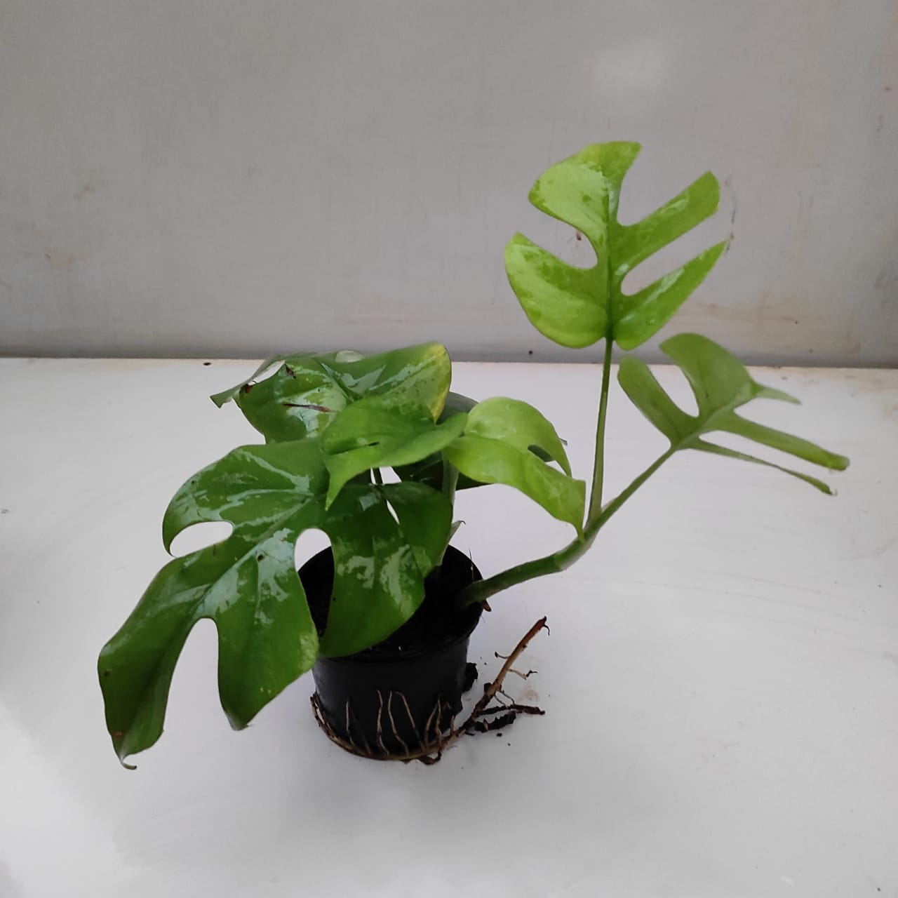 Rhaphidophora 'Tetrasperma' (Mini Monstera Plant) Mini - NurseryBuy