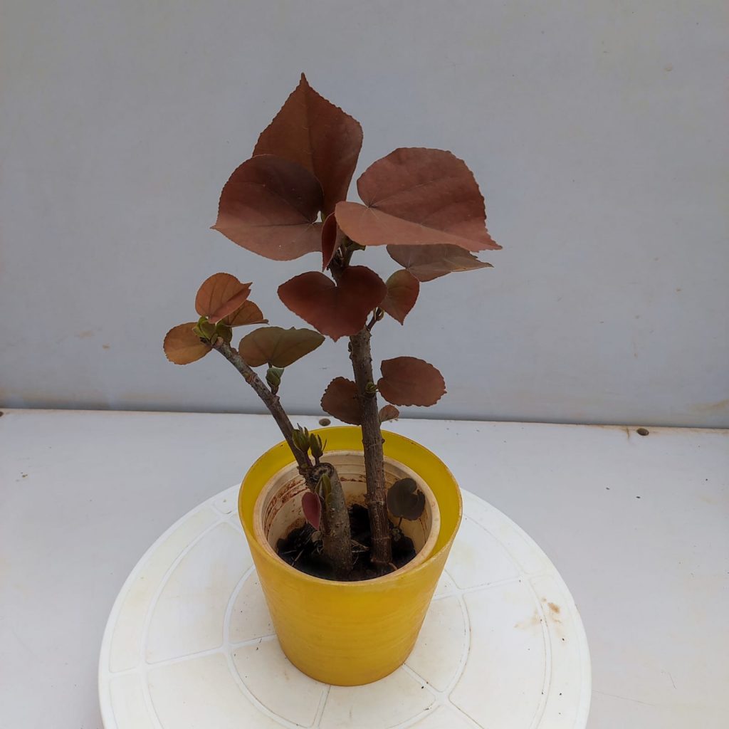Hibiscus Tiliaceus Rubra (Red Cottonwood Hibiscus) - NurseryBuy