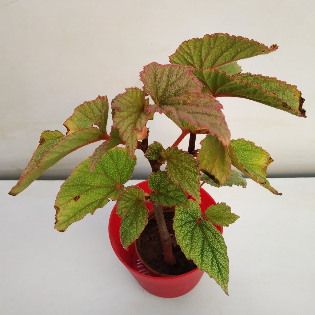 Begonia 'Sinbad' Mini - NurseryBuy