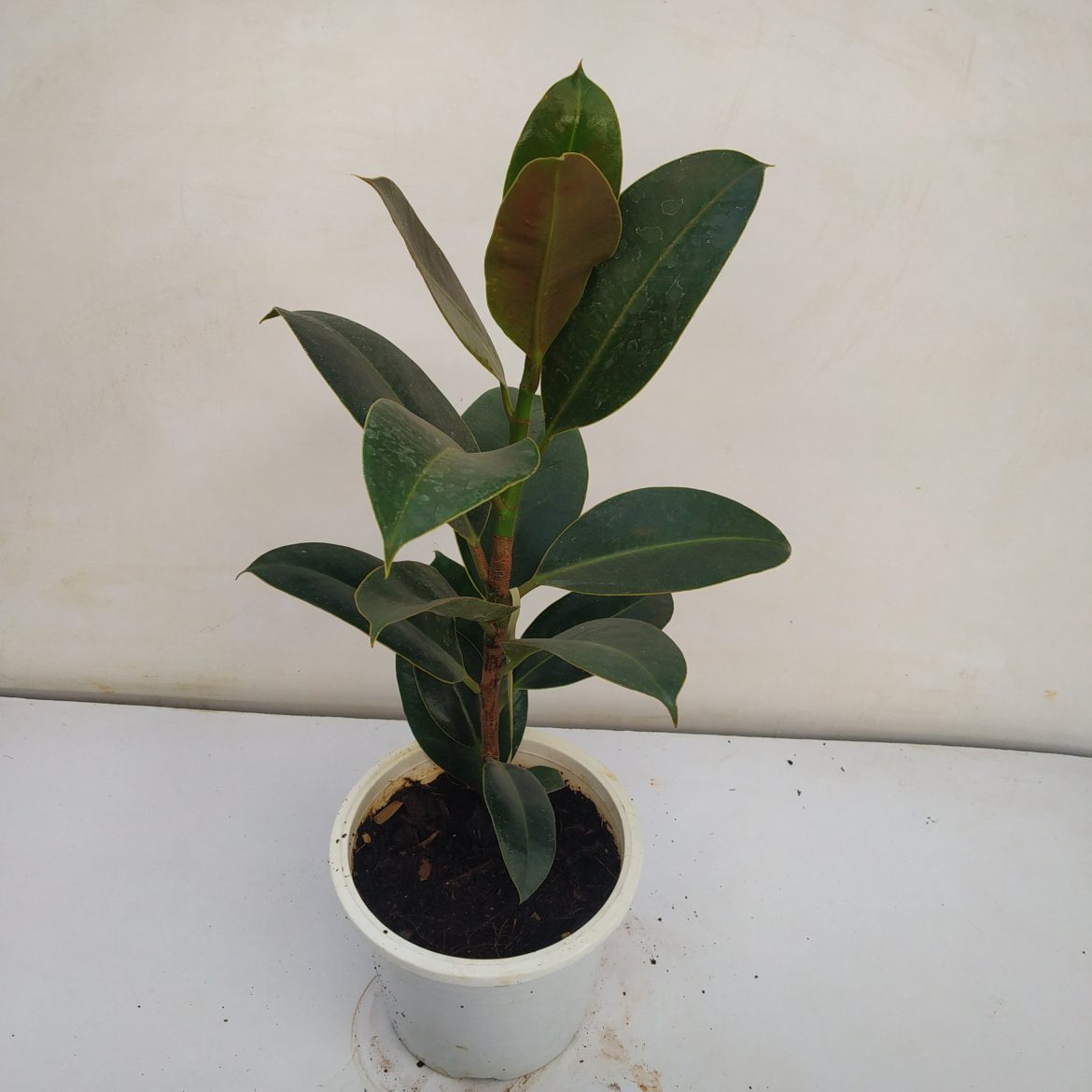 Indian Rubber Tree - NurseryBuy