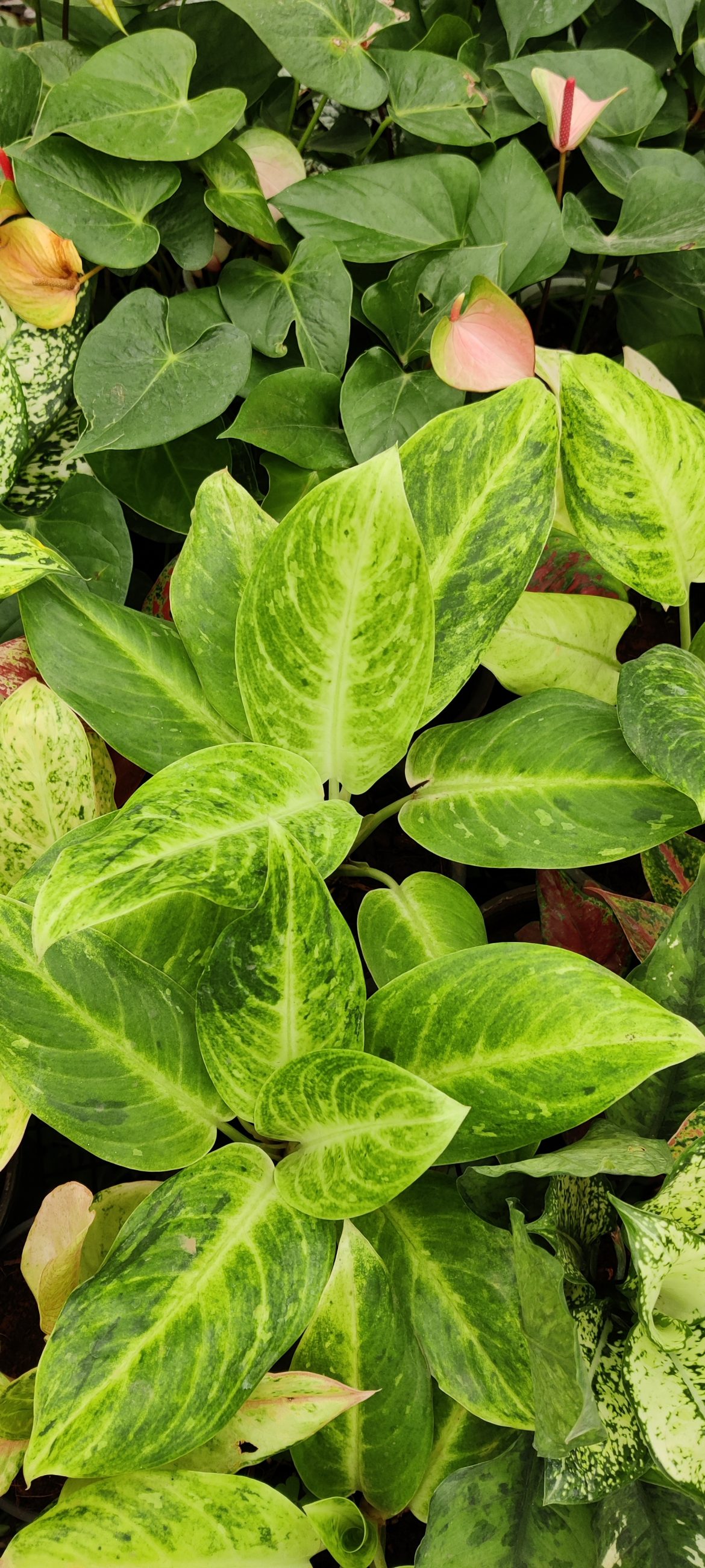 Aglaonema Sundrop - NurseryBuy
