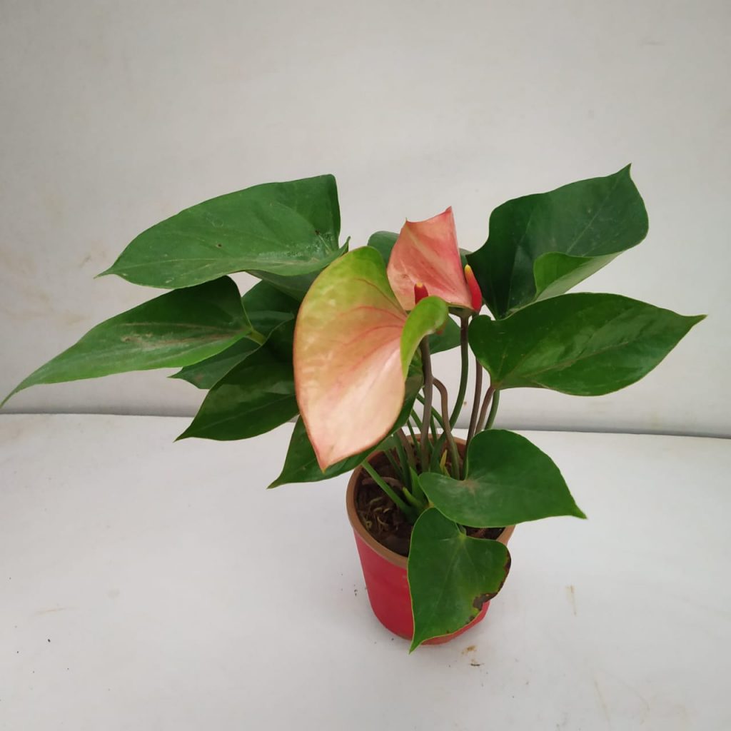 Anthurium 'Princess Amalia Elegance' Mini - NurseryBuy