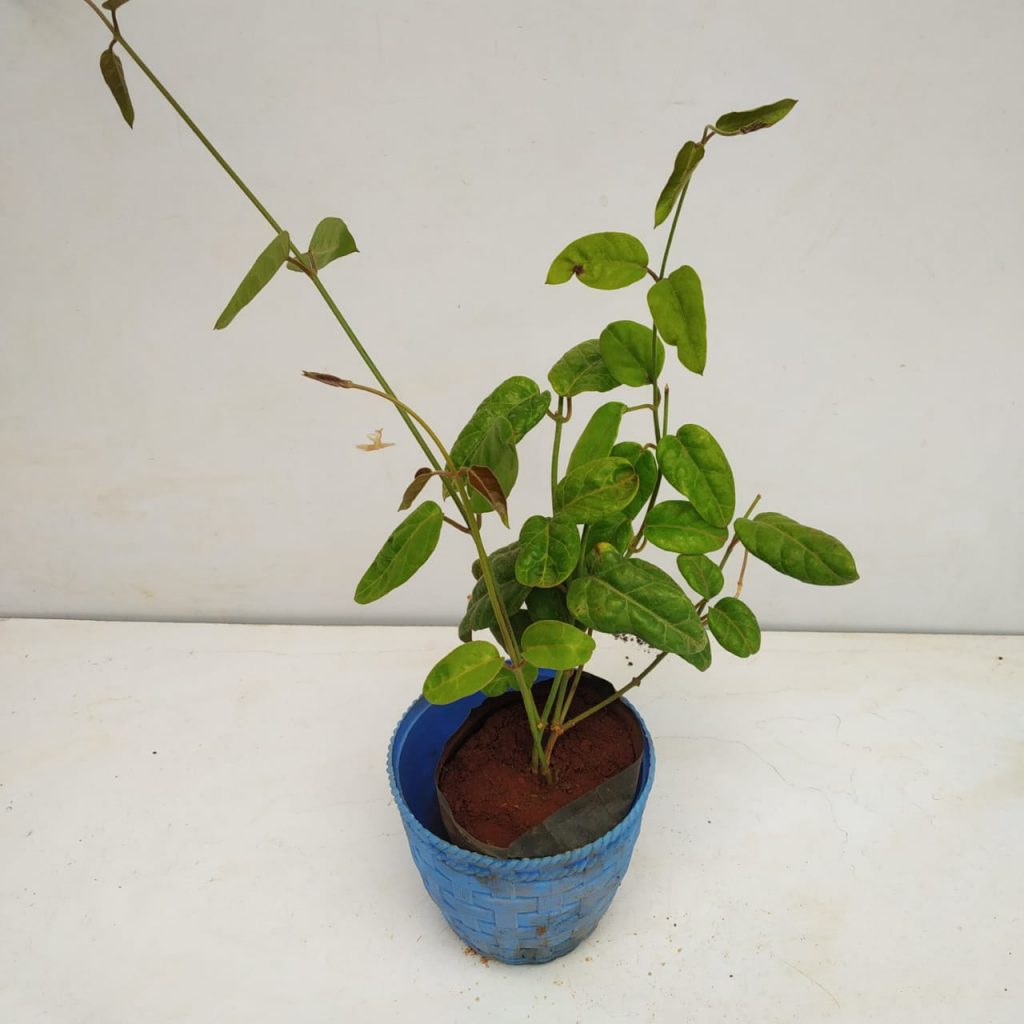 Dambel – Tylophora Indica - NurseryBuy