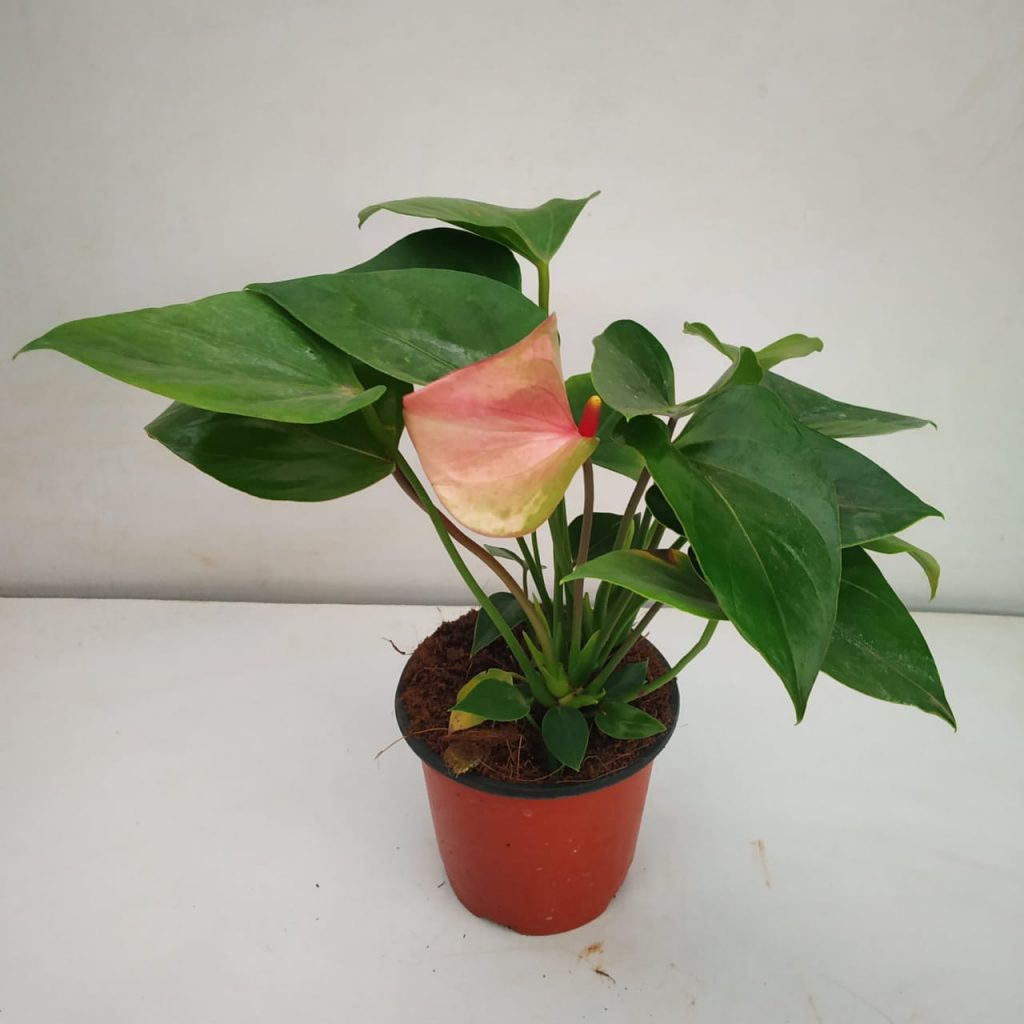 Anthurium 'Princess Amalia Elegance' Mini - NurseryBuy