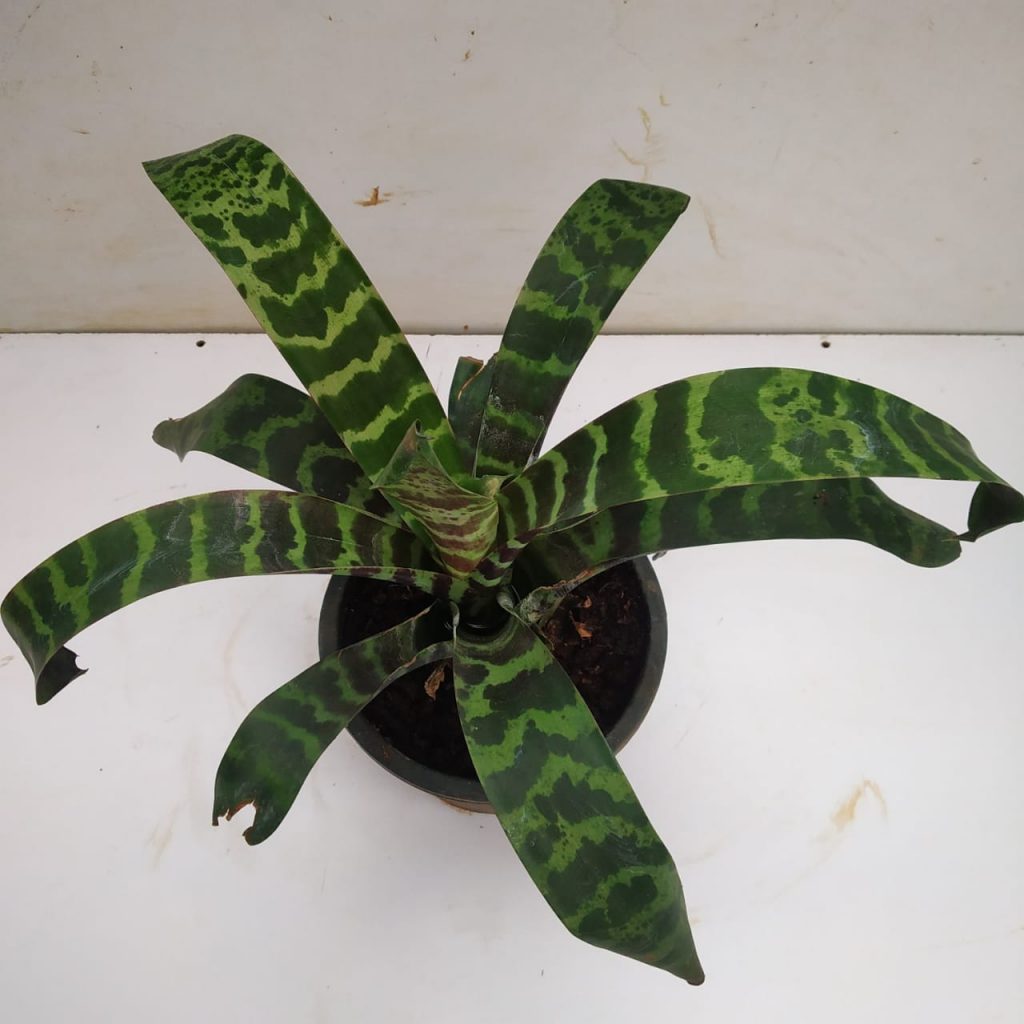 Bromeliad Neoregelia Tiger - NurseryBuy
